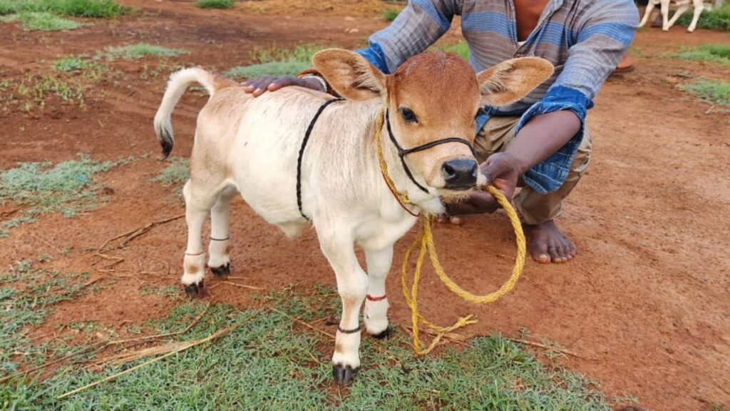 Punganur Cow 2024: पुंगनूर गाय कहां से खरीदें – पुंगनूर गाय इतिहास ...